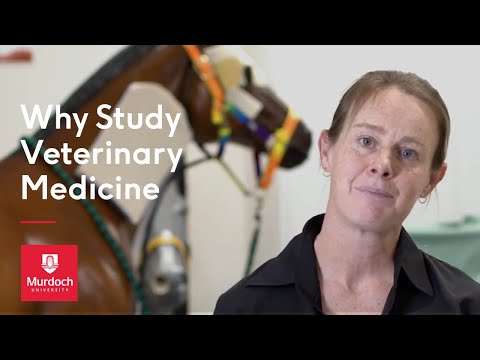 Why study Veterinary Medicine – Vocabulary in Chunks