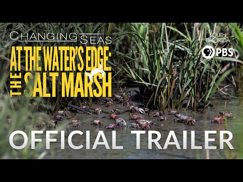 At the Water's Edge: The Salt Marsh - Trailer