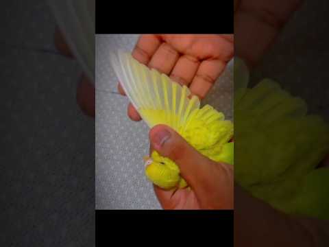 Cutting budgie's feather for her safety | Trimming budgie's feature |Budgie mutation |Beautiful bird