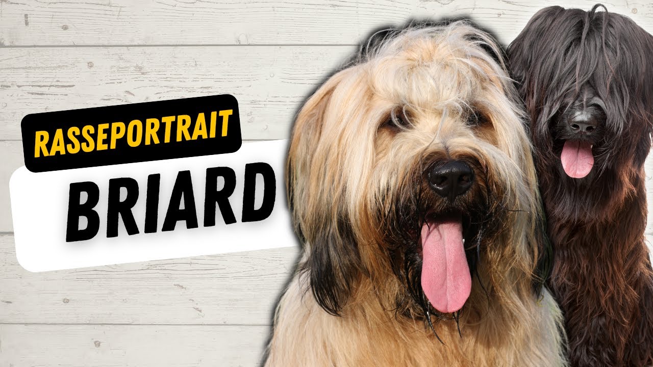 Briard - Ursprung, Wesen, Training & Haltung