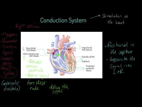 OCR A-level PE - Conduction System