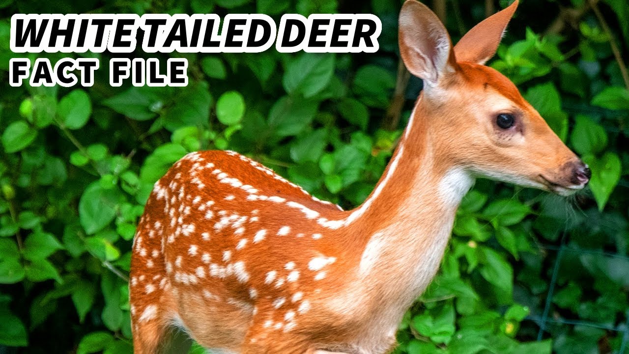 CRITTER CHRONICLES: Whitetail Deer in Philadelphia