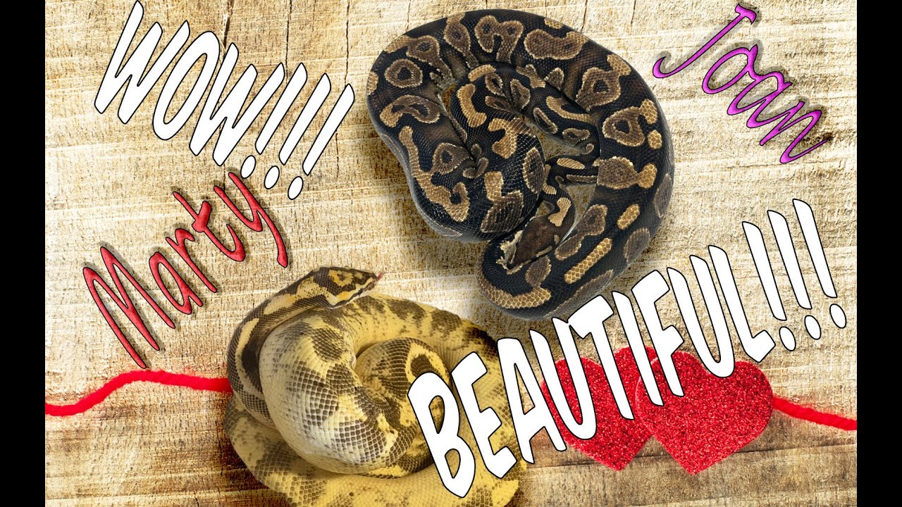 Incredible Eggs Hatching!!!