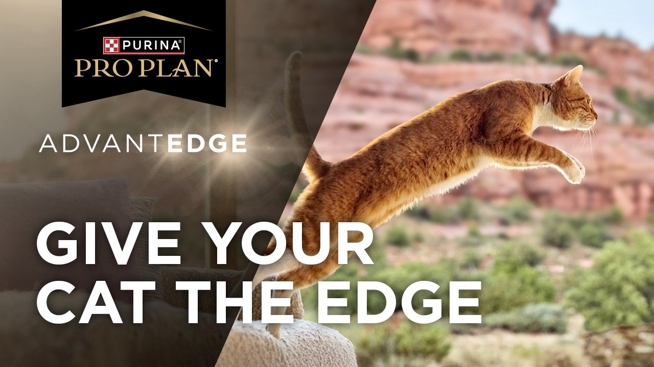 Introducing Pro Plan AdvantEDGE Cat Food