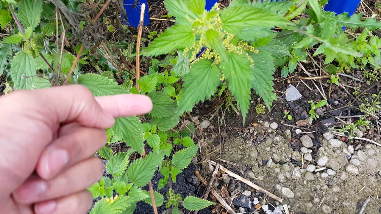 How to pick a stinging nettle without getting stung!
