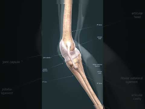 Knee Joints And Calf Muscles #3d #anatomy #3danatomy
