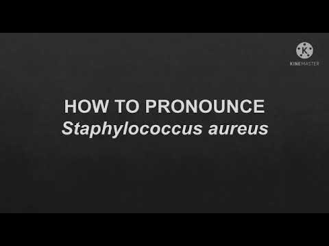 How to Pronounce Staphylococcus aureus