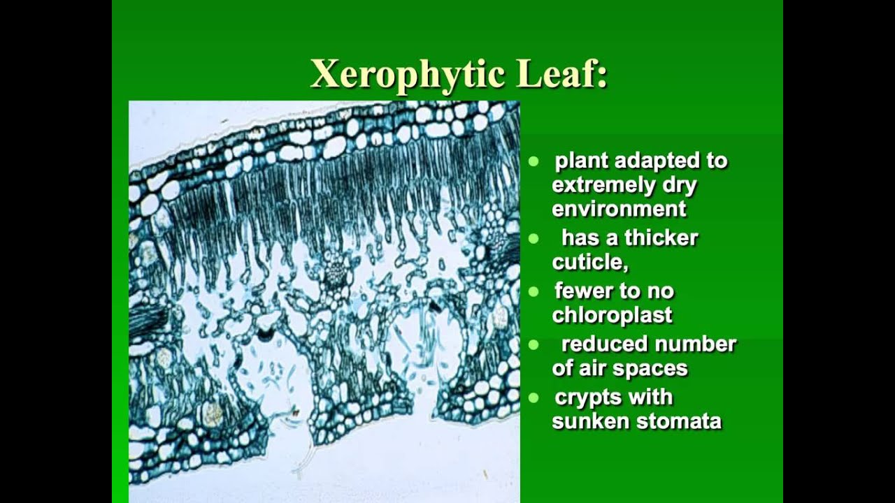 botany lab practical review
