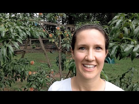 Keep critters (Squirrels Deer Groundhogs Rabbits) out of the garden & AWAY from your tomatoes!
