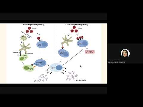 HUMORAL ANTIBODY