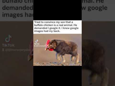 funny animal photos and memes