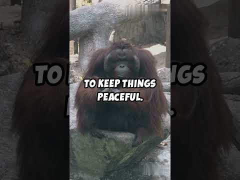 Amazing Facts About Gorillas! 🦍 #gorillafacts #gorilla #wildlifewonders #animalfacts #animalwonders