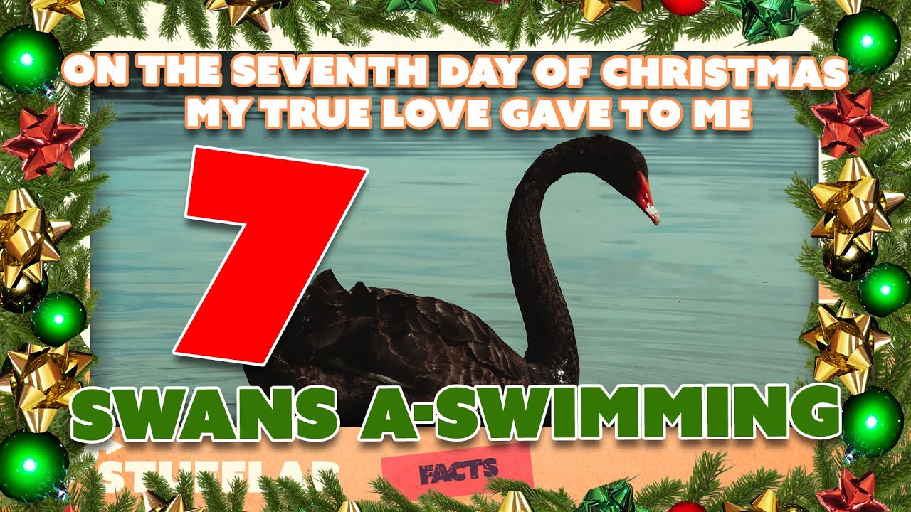 Facts About the Black Swan of Australia (Day 7) | Facts | Stuff Lab