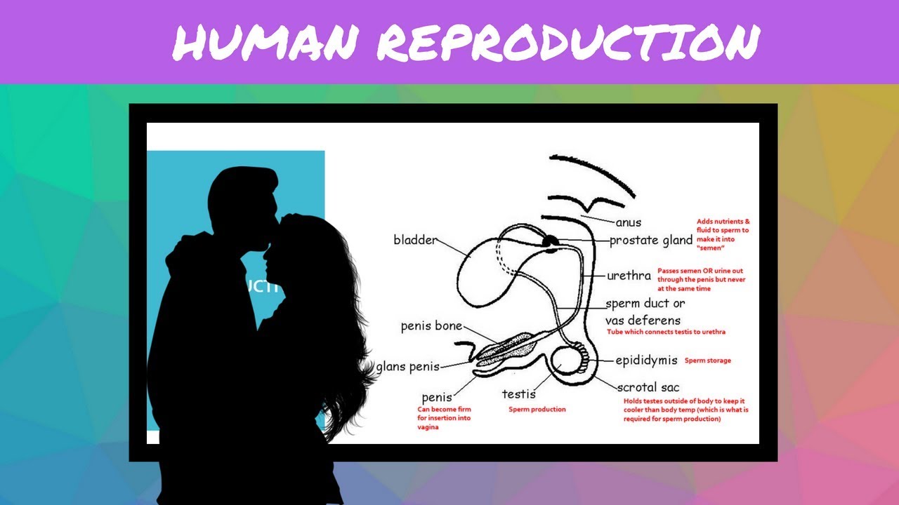 IGCSE BIOLOGY REVISION [Syllabus 16]- Human Reproduction