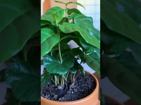 grow a coffee tree at home 🌳 🌳