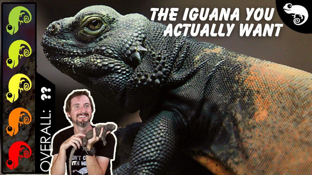 Chuckwalla, The Best Pet Lizard? It Just Might Be!