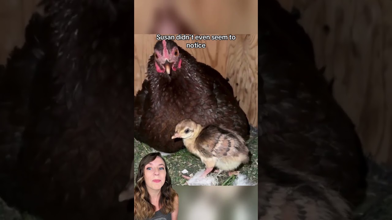 Chicken hatches peacock egg and raises enormous child