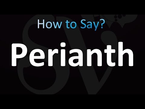 How to Pronounce Perianth (correctly!)