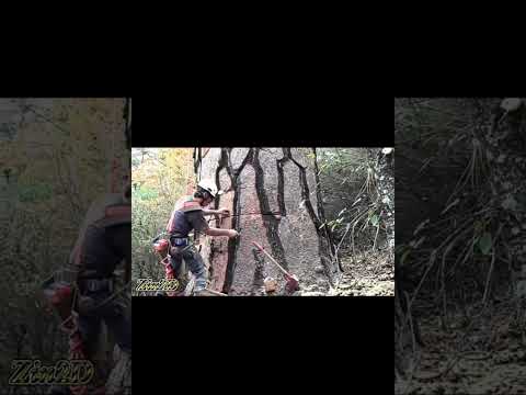 OAK TRIMMING TECHNIQUE #TECHNOLOGY #TREE#TEc...