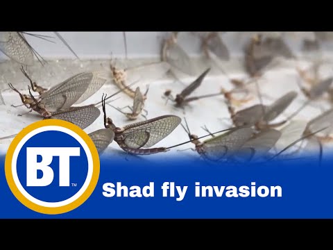 Shad fly invasion takes over North Bay