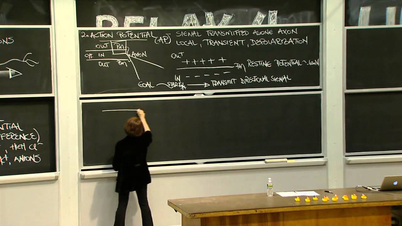 24. Neurobiology 1