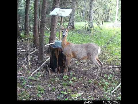 18.05.2025: roe deer at a salt lick