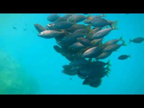 School of salema porgy (aka sarpa salpa)
