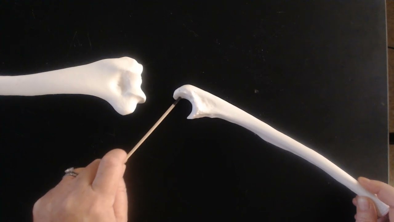 Appendicular Skeleton Bones and Bone Markings or Structures for Practical Exam1