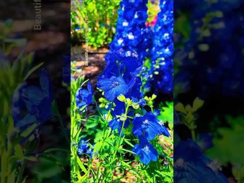 Blue flowers #blueflowers #trending #flowers #shorts