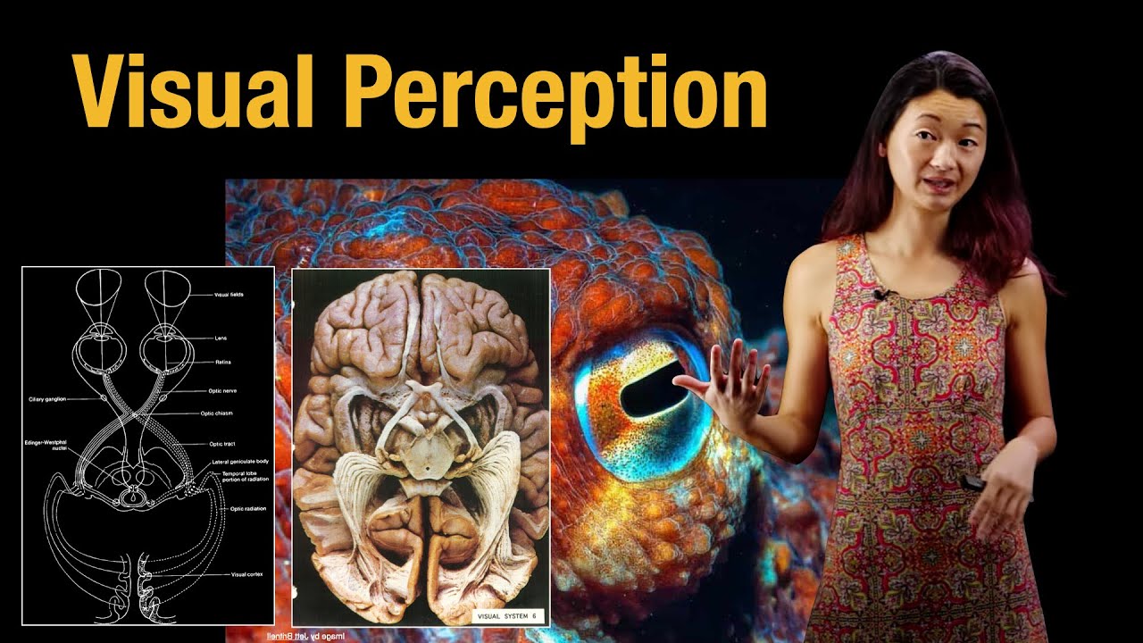 Understanding Visual Perception: The Role of the Retina, Photoreceptors, and Rhodopsin | Galaxy.ai