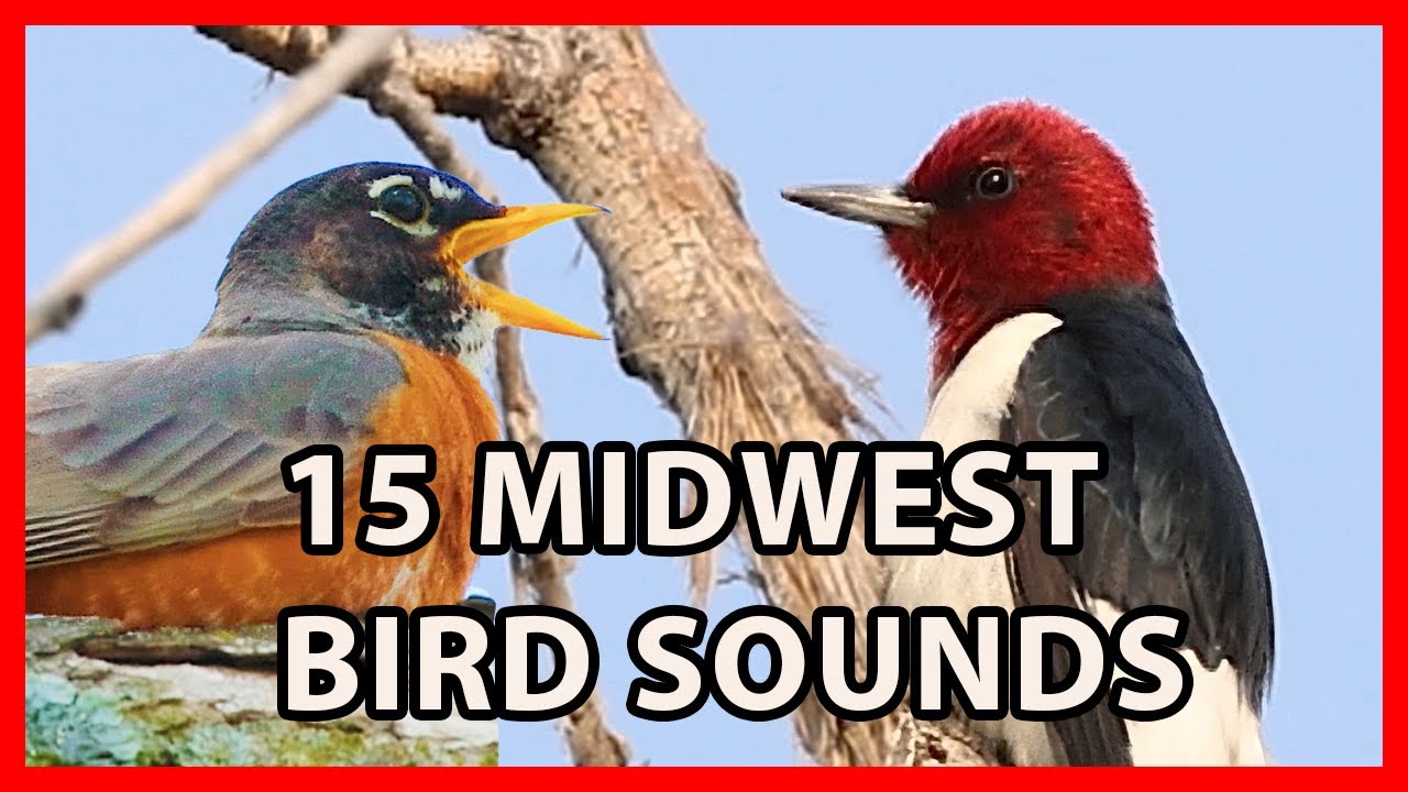 15 Midwest Bird Sounds