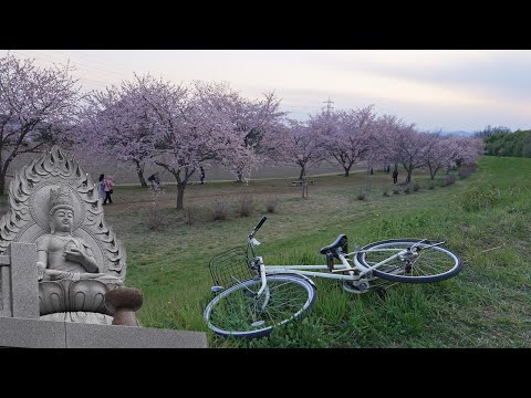 🌸 Discover Saitama’s Hidden Cherry Blossom Gems! 🌸
