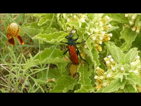 RPRZ Tarantula Hawk, Genus Pepsis, an Exquisite Pollinator