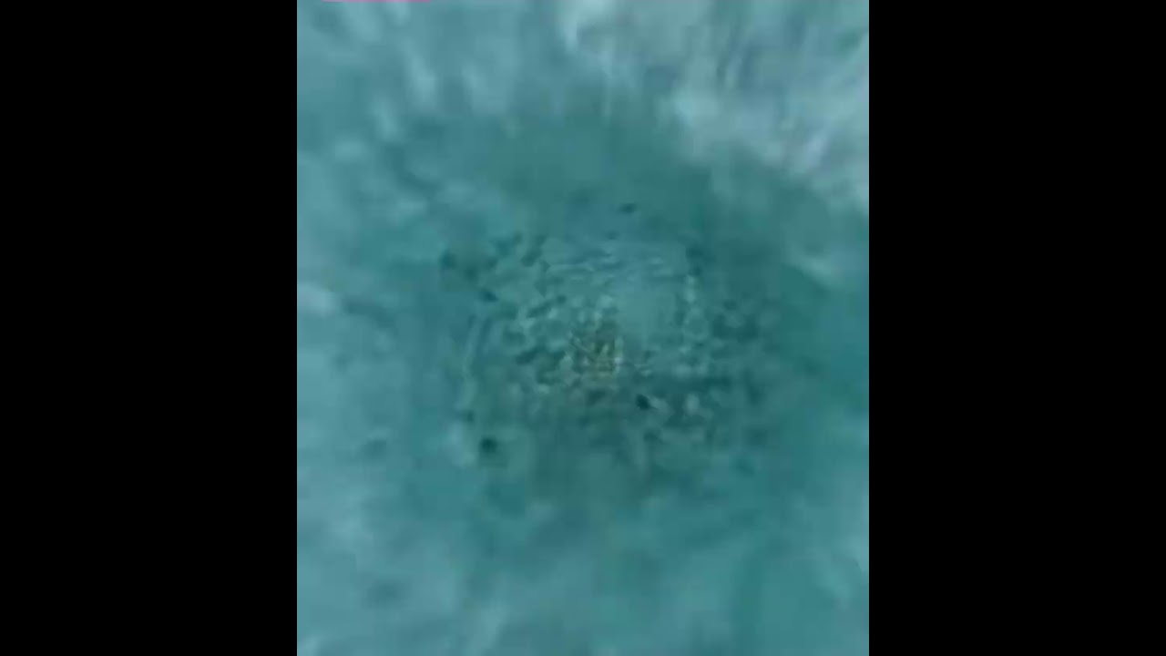 Awaiting Turtle #youtubeshorts #memehub #funnymemes #funny #awkwardmoments #shortsfeed #relatable