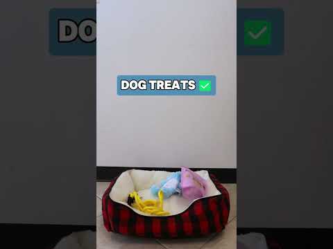 What to Pack for Dog Boarding – Keep It Simple! 🐾