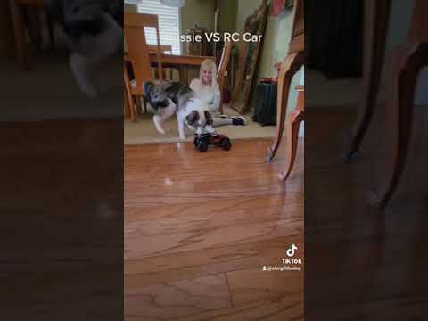 Aussie VS RC Car #australianshepherd #funny #dogsoftiktok #aussie #dog