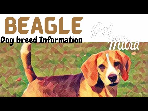 Beagle dog information in hindi