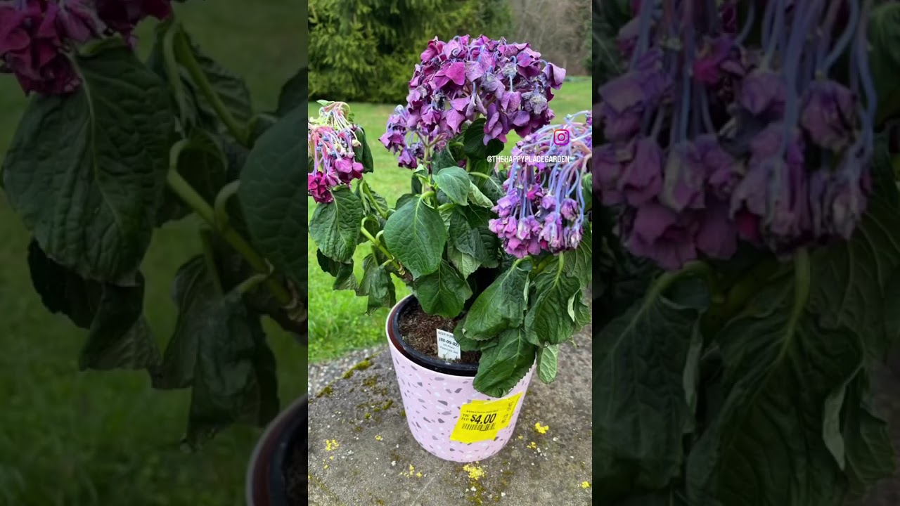 Clearance Hydrangea plant the next day after a night of rain. #gardening #howtosaveonplants