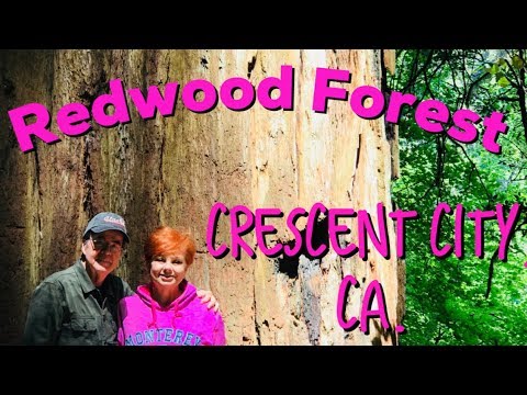The Redwood Forest, Crescent City, CA.