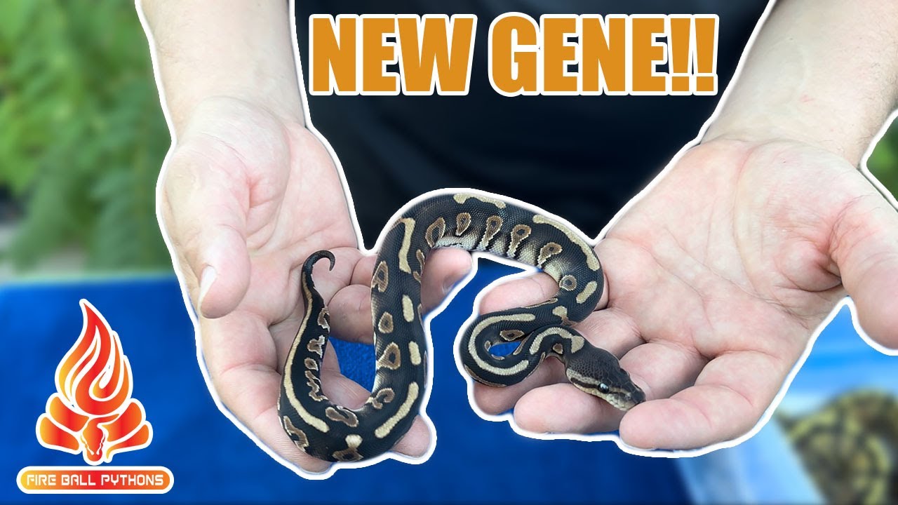 New Gene Update!! #ballpython #snakes #eggcutting