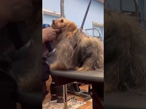 NEVER been groomed before. IN HER LIFE 😳😱 This was HARD!! #pets #dog #viral #groom #shorts