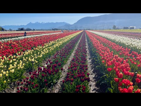Lakeland Flowers Tulip Festival - Abbotsford