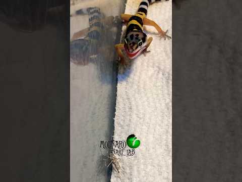 Meal time! #molinarosnakelab #shorts #leopardgecko #gecko #lizard #reptiles #eggs #geckobreeding