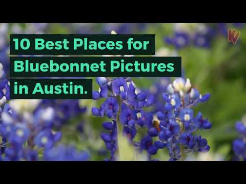 10 Best Places for Bluebonnet Pictures in Austin