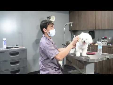 Moving With Pets Tips - theRRD Blog