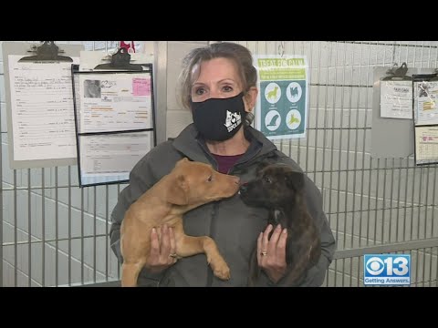 Sacramento SPCA Hosting Puppy Palooza