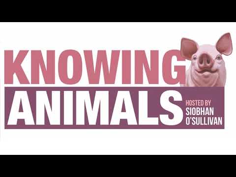 Episode 162: Reducing wild animal suffering with Kyle Johannsen