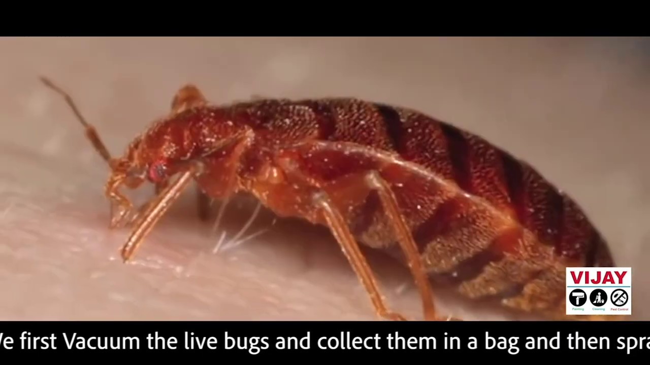 Bed Bug heat treatment - pest control services in  Bangalore, Hyderabad, Chennai,  Pune -8453748478