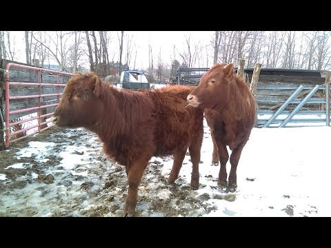 Weaning My Calves