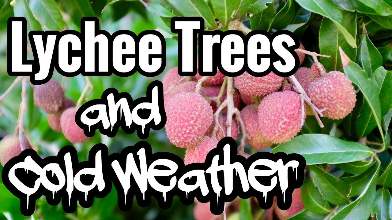 Lychee Trees and Cold Weather